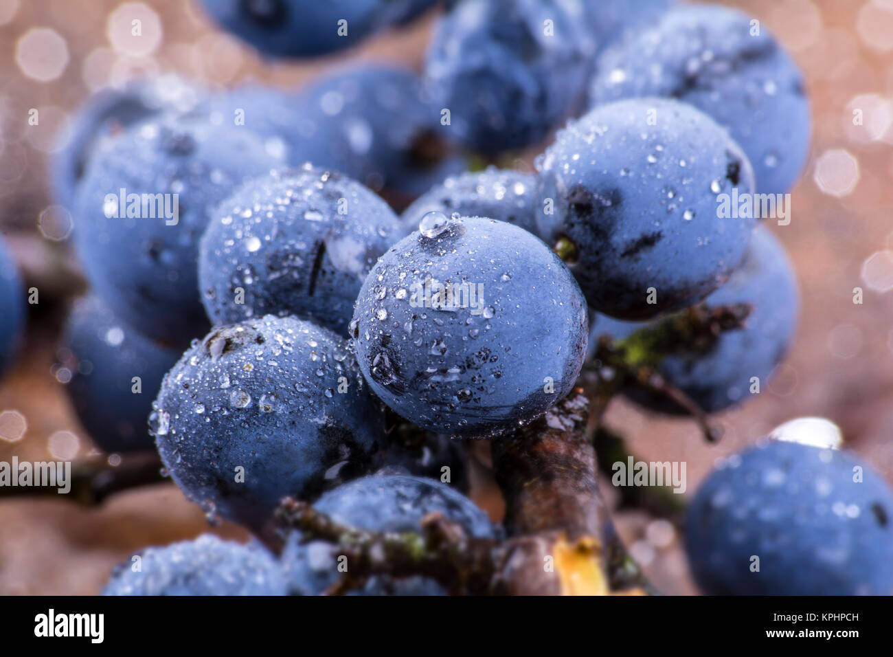 Macro sloe hi-res stock photography and images - Alamy