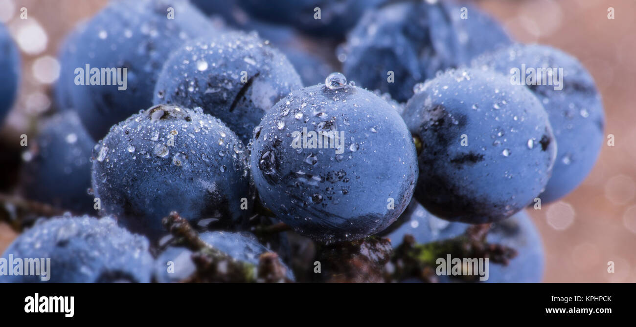 Macro sloe hi-res stock photography and images - Alamy