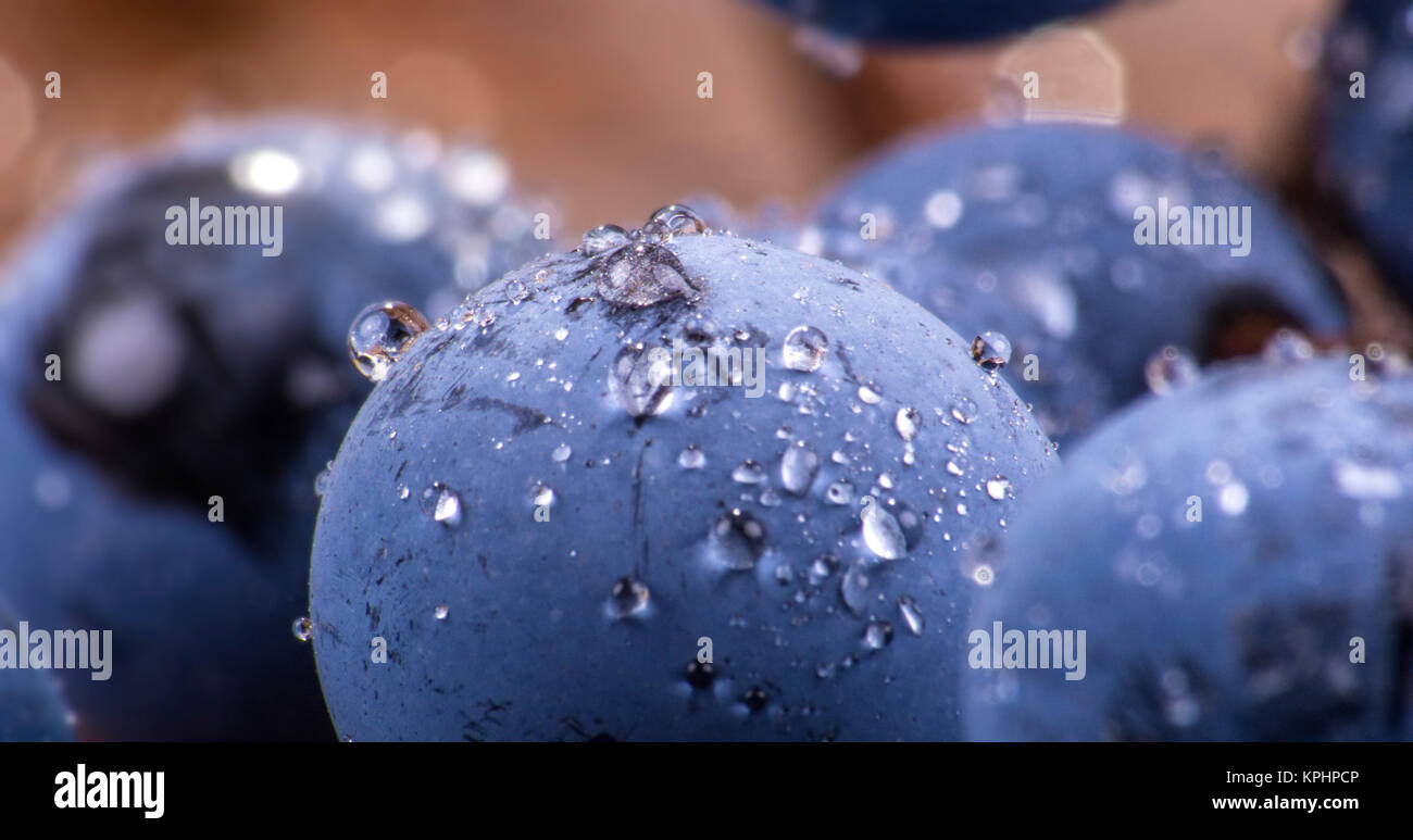 Macro sloe hi-res stock photography and images - Alamy