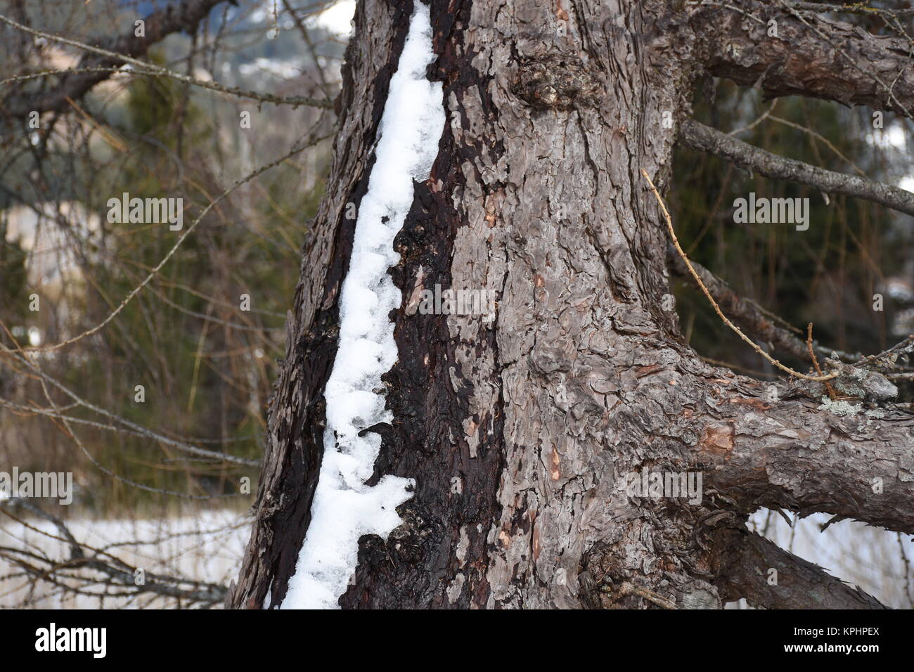 Old tree trunk in winter Stock Photo - Alamy