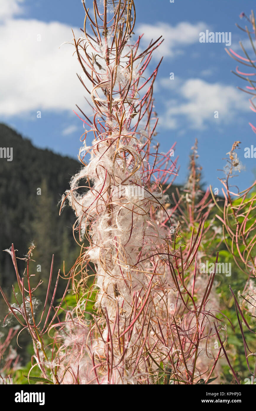 Fireweed flower in the Fall Stock Photo - Alamy