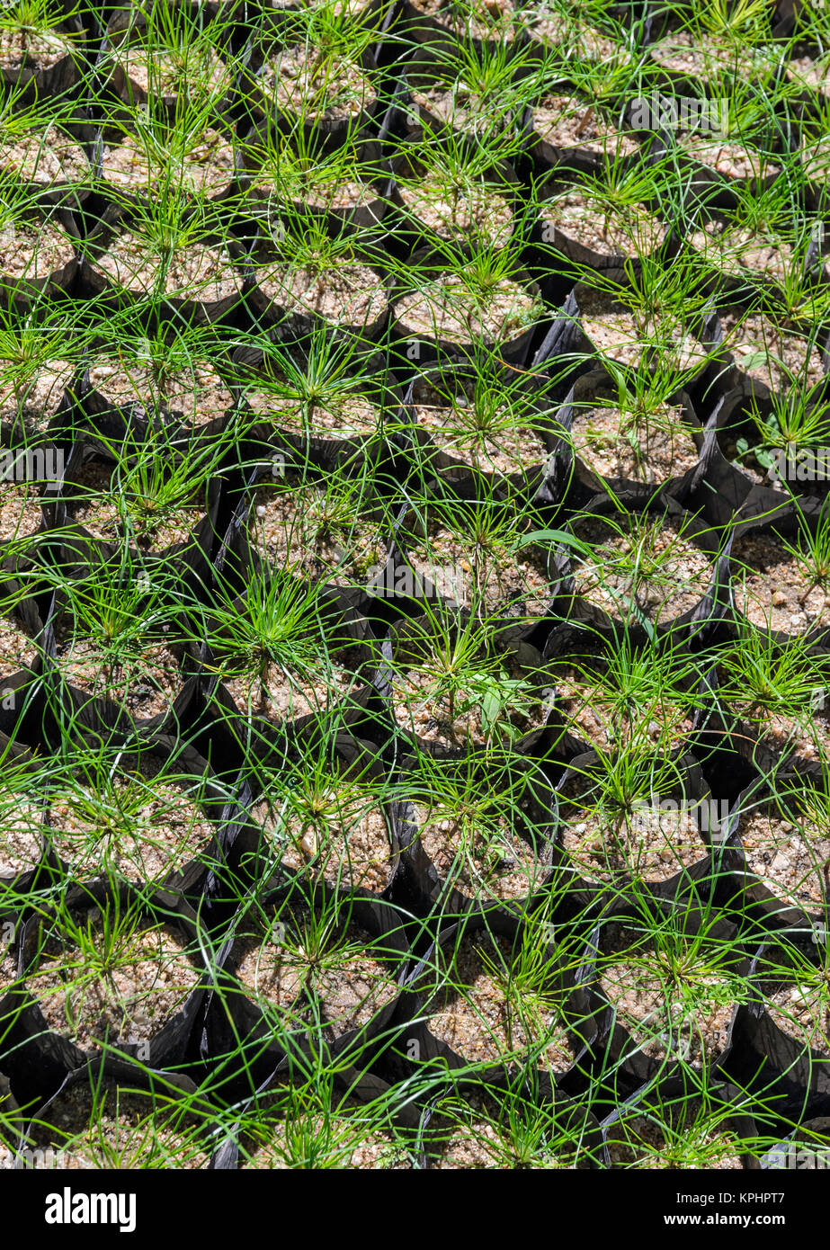 Pine tree seedlings Stock Photo - Alamy