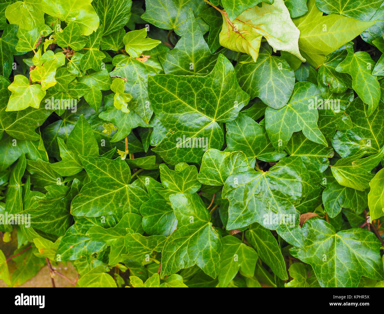 Green ivy texture useful as a background Stock Photo - Alamy