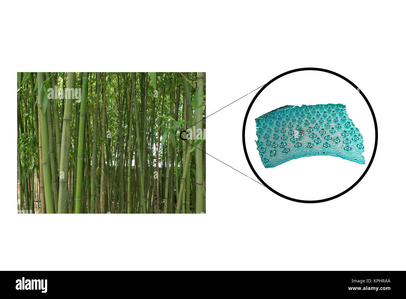 Light photomicrograph of Bamboo Stem cross section seen through ...