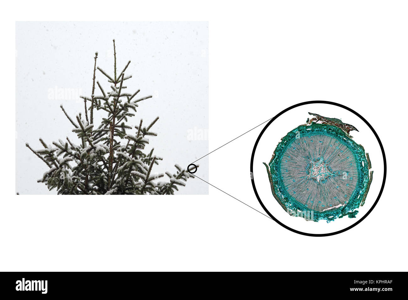 High resolution light photomicrograph of pine tree wood cross section ...