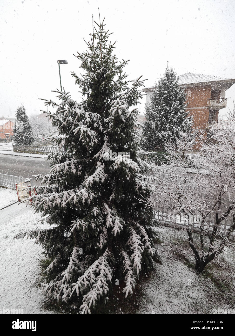 Winter scene snowing on a pine tree Stock Photo - Alamy