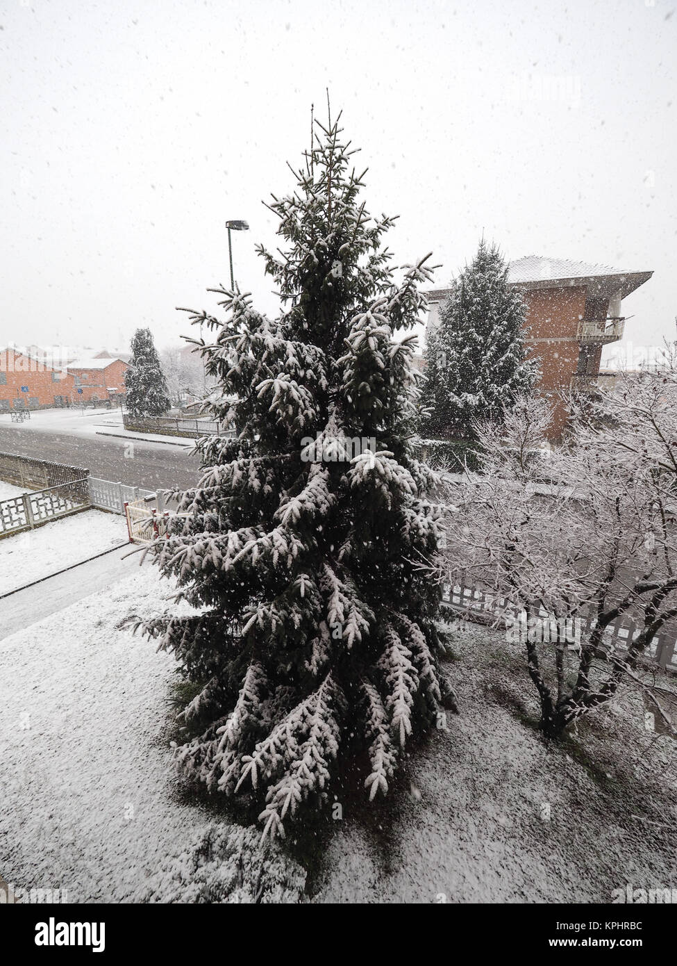 Winter scene snowing on a pine tree Stock Photo - Alamy