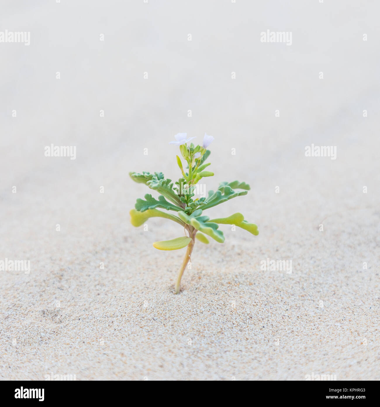 Single sprout blooming in desert sands Stock Photo - Alamy