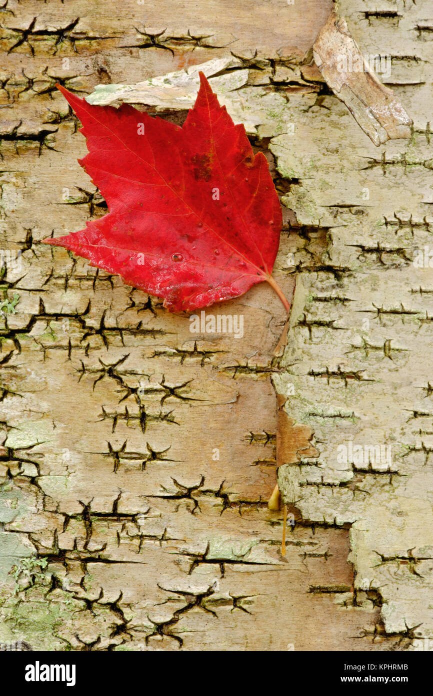 Red maple leaf on birch bark, White Mountain National Forest, New ...
