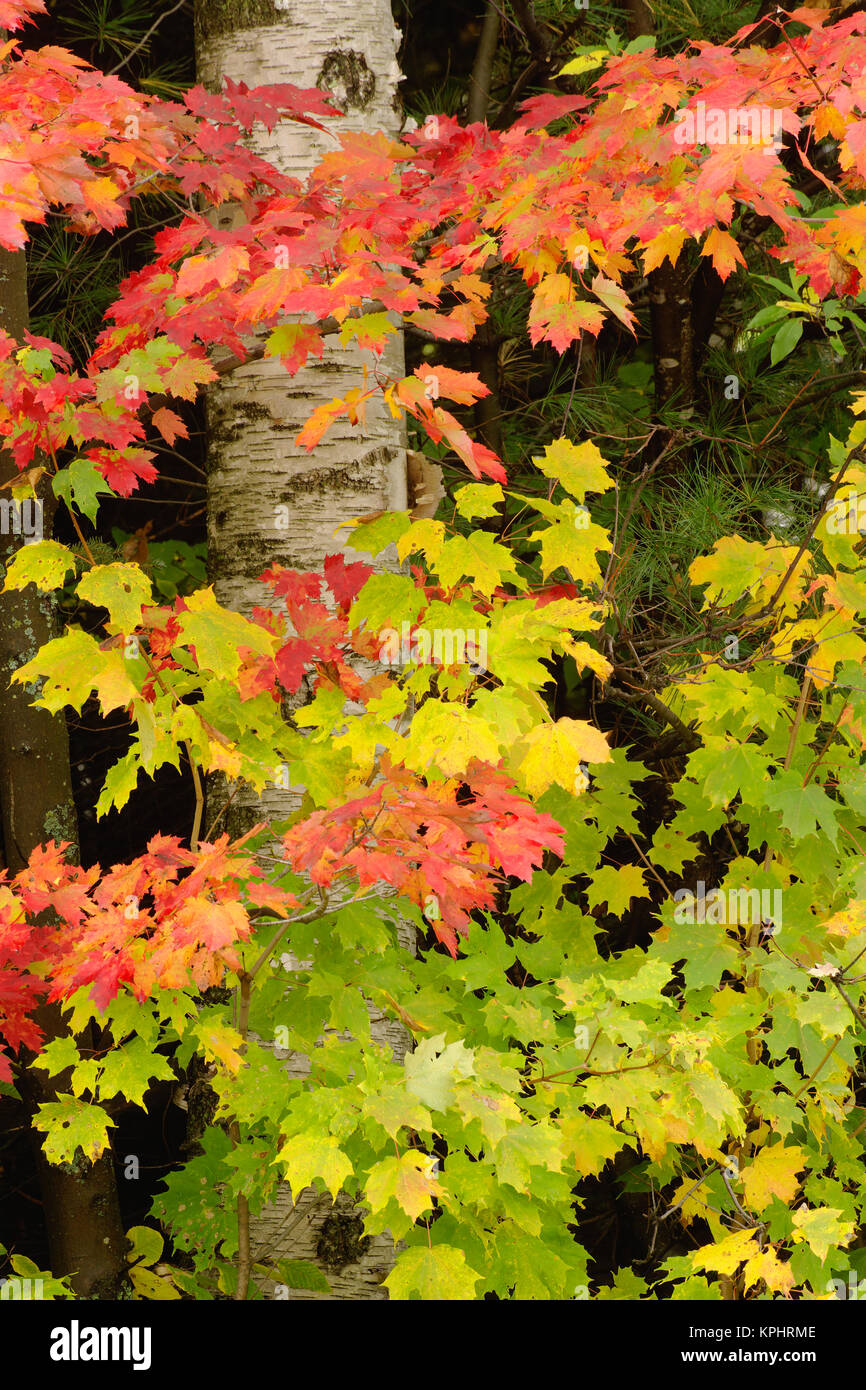 Fall birch tree hi-res stock photography and images - Alamy