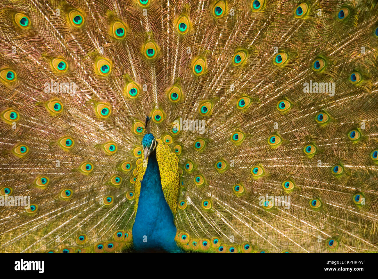 Common Peafowl (Pavo Cristatus) peacock displaying in courtship ritual ...