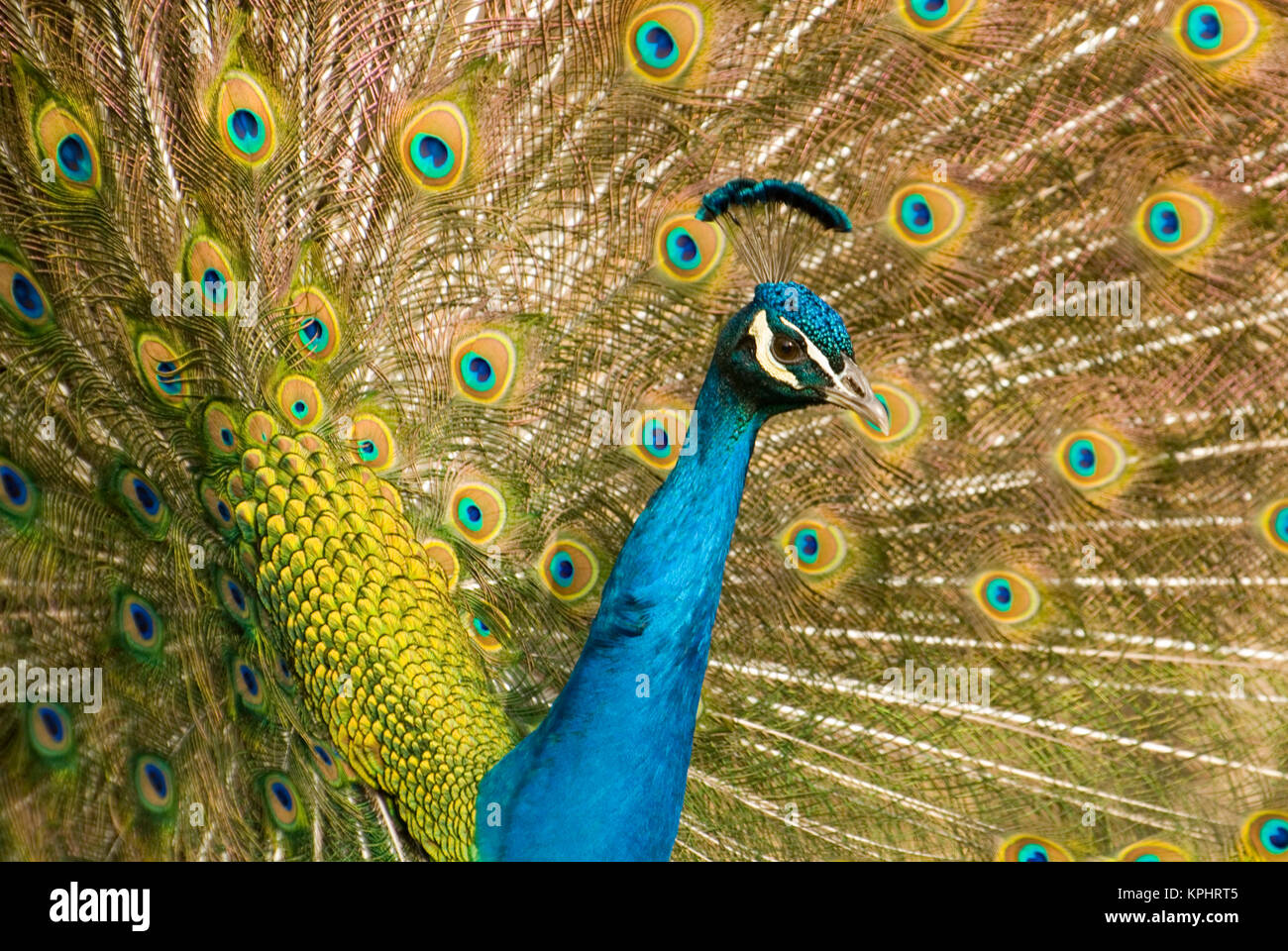 Common Peafowl (Pavo cristatus) Peacock displaying in courtship ritual ...