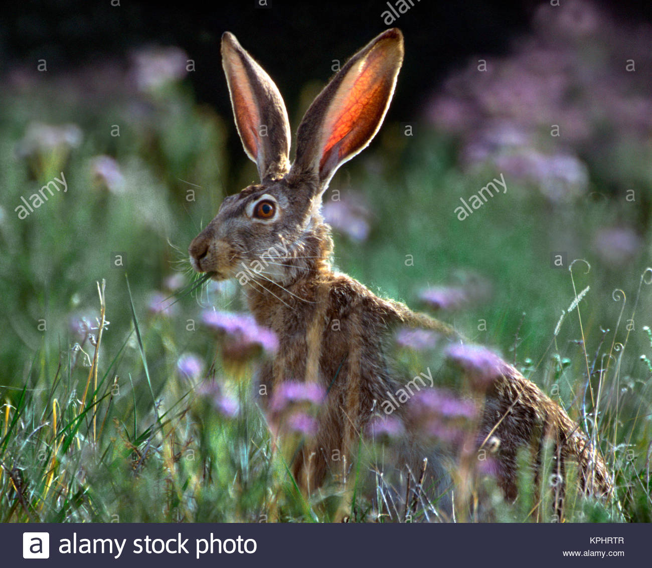 American Desert Hare Stock Photos & American Desert Hare Stock Images ...