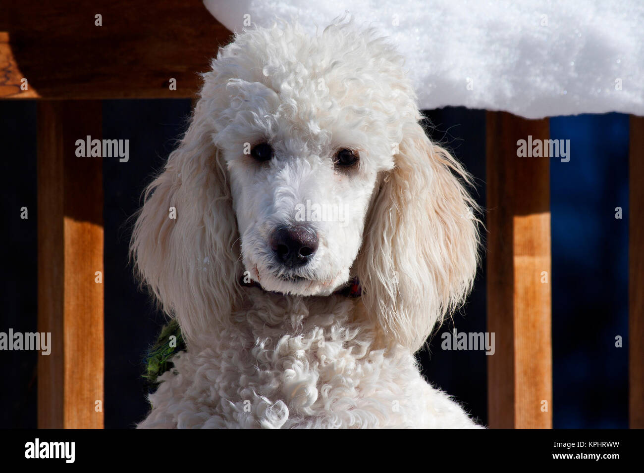 Poodle headshot hi-res stock photography and images - Alamy