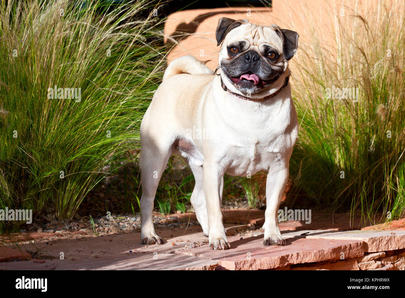 Pug standing hi-res stock photography and images - Alamy