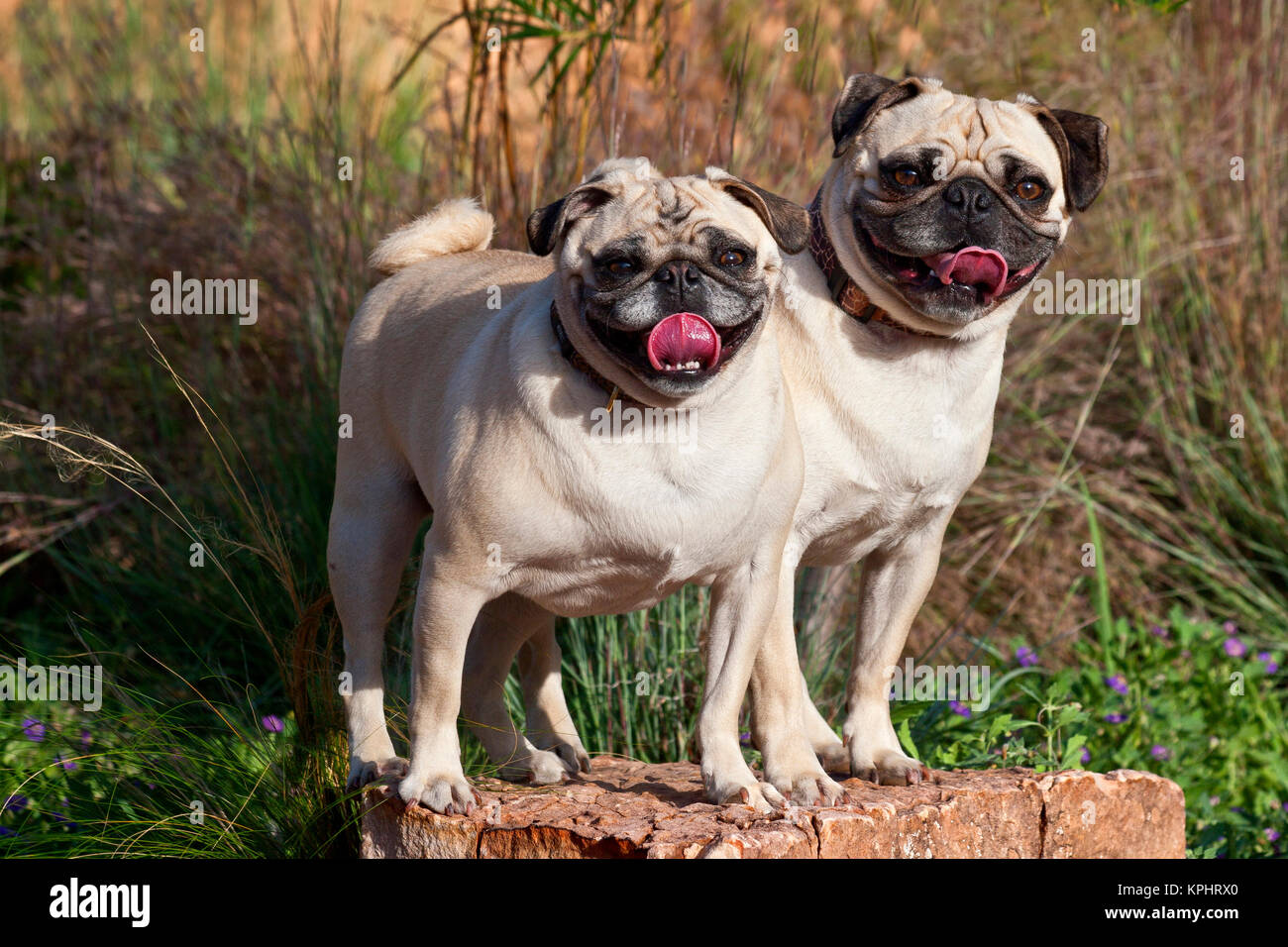 Two Pugs Stock Photos & Two Pugs Stock Images - Alamy