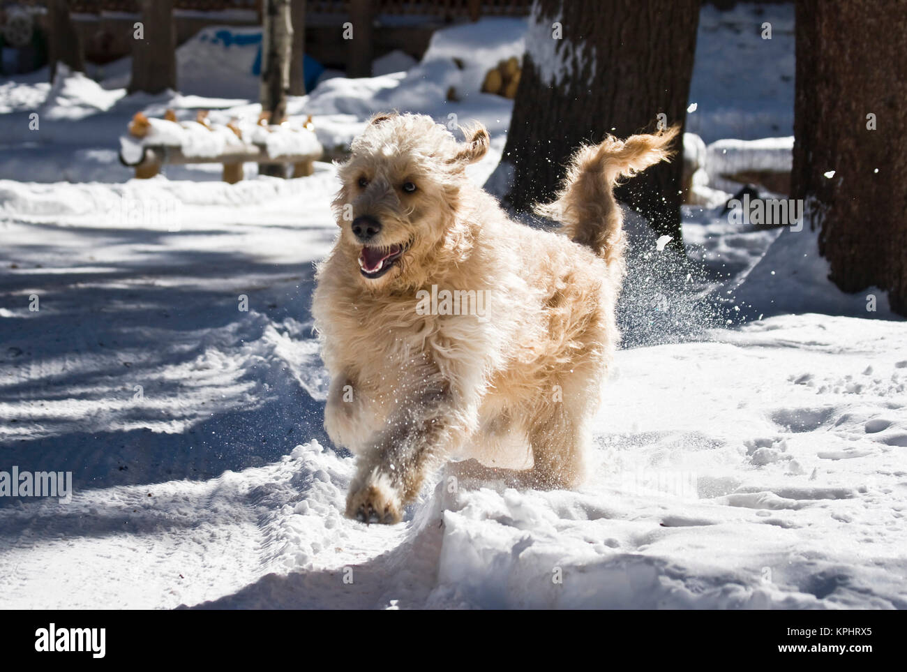 A Goldendoodle running in the snow Stock Photo - Alamy