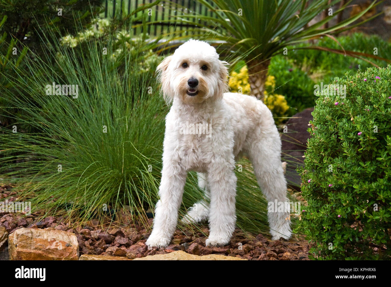 A Goldendoodle standing in a garden Stock Photo - Alamy