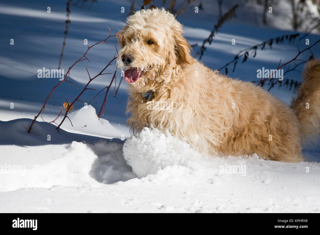 A Goldendoodle running through the snow Stock Photo - Alamy