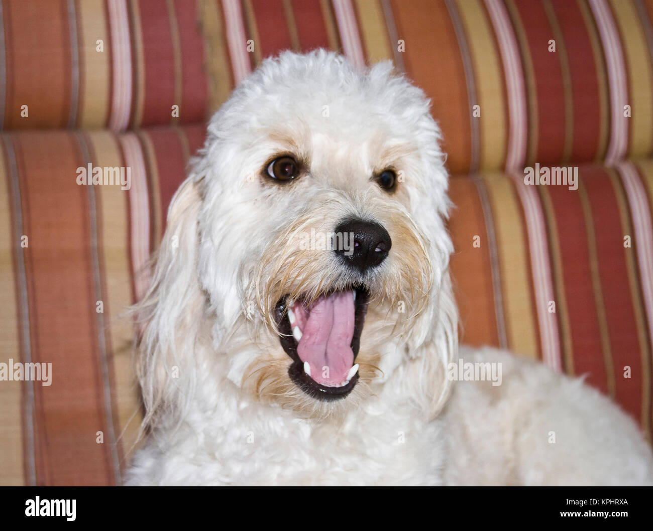 Goldendoodle talking hi-res stock photography and images - Alamy