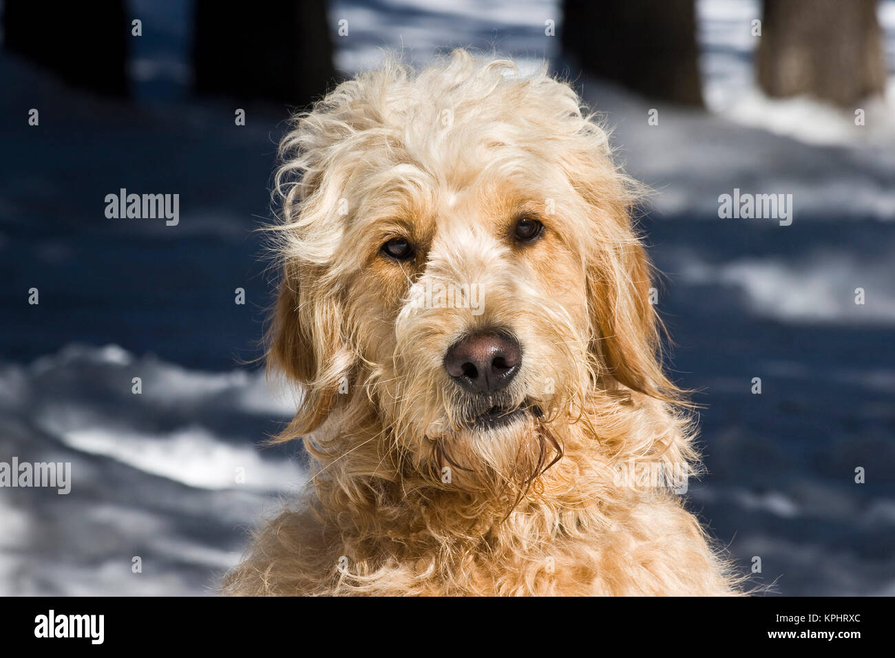 Portrait of a Goldendoodle sitting in the snow Stock Photo - Alamy