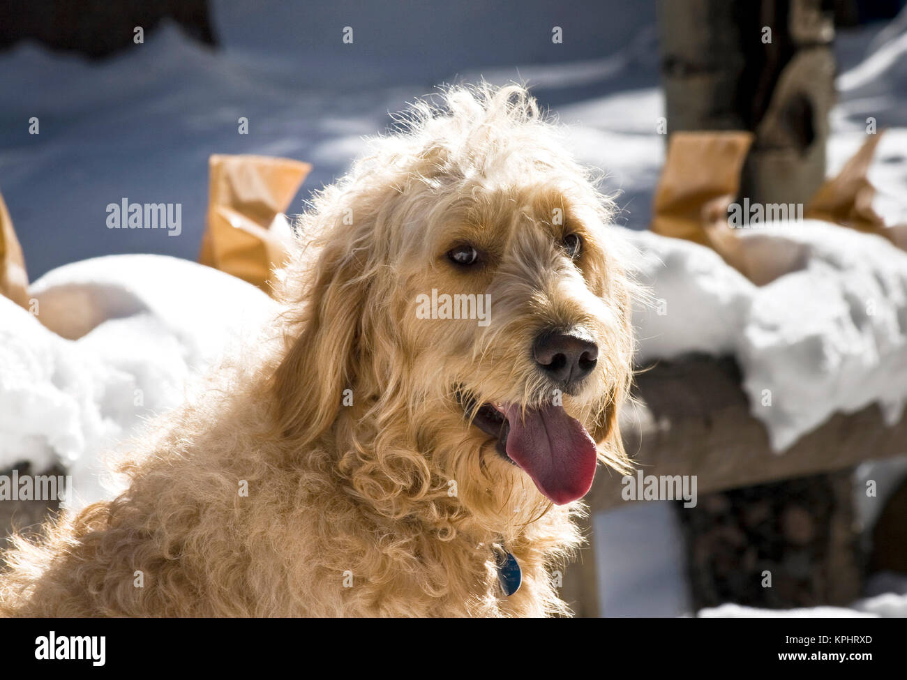 Portrait of a Goldendoodle sitting in the snow Stock Photo - Alamy