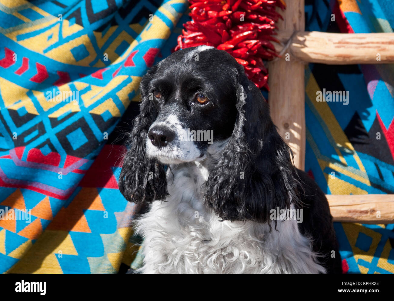 Why Are Cocker Spaniels Ears So Long