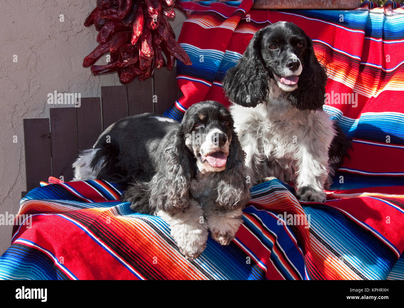 Cocker spaniel black white hi-res stock photography and images - Alamy
