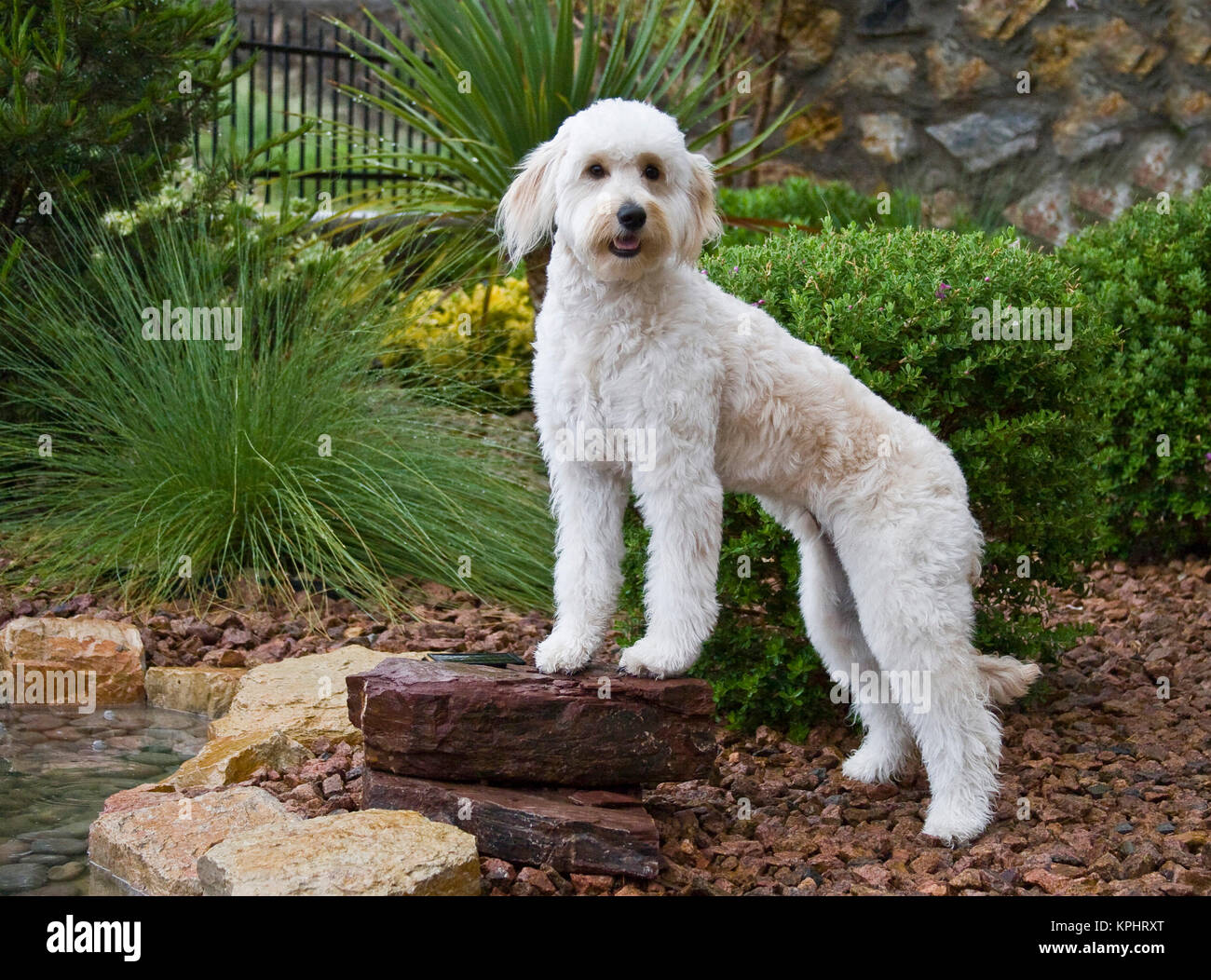 A Goldendoodle standing on a rock in a garden by a pool Stock Photo - Alamy