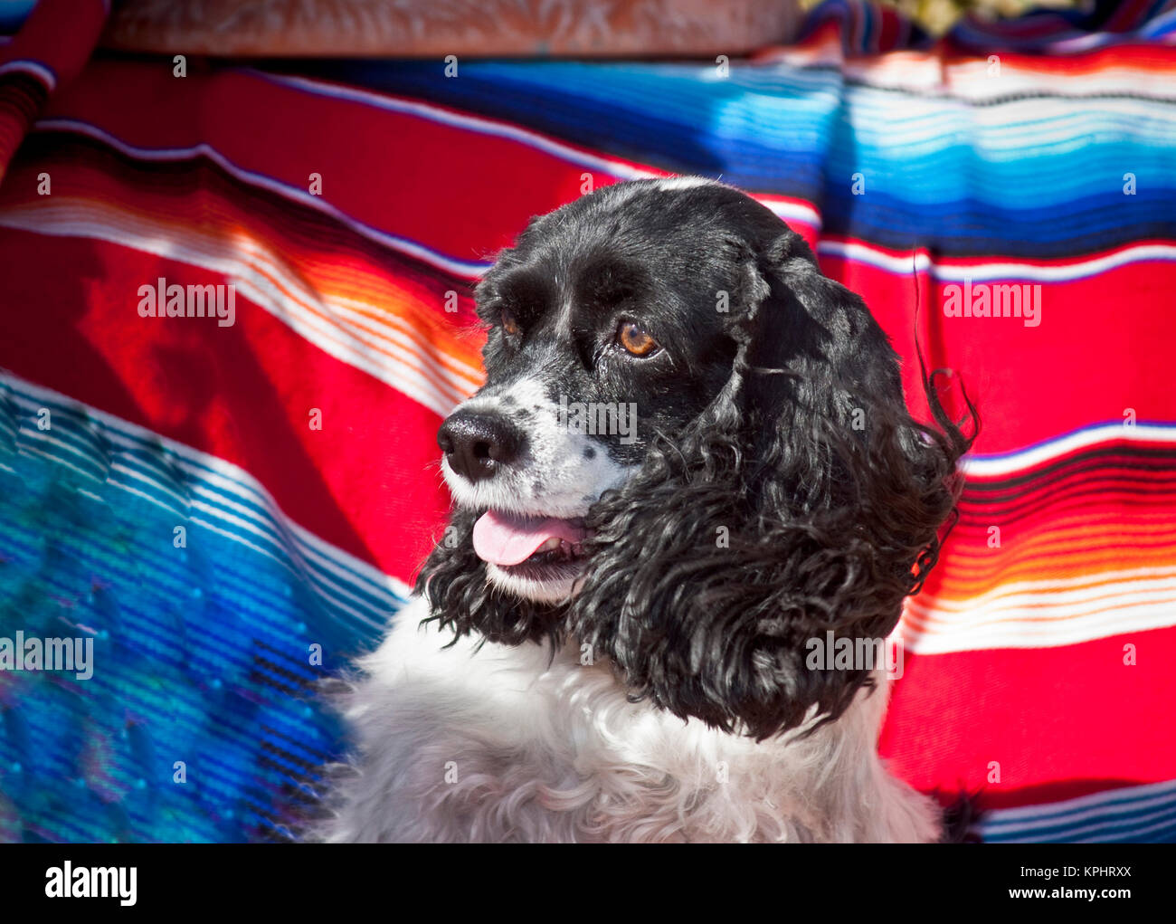 Headshot of a Cocker Spaniel sitting on a Mexican blanket Stock Photo ...