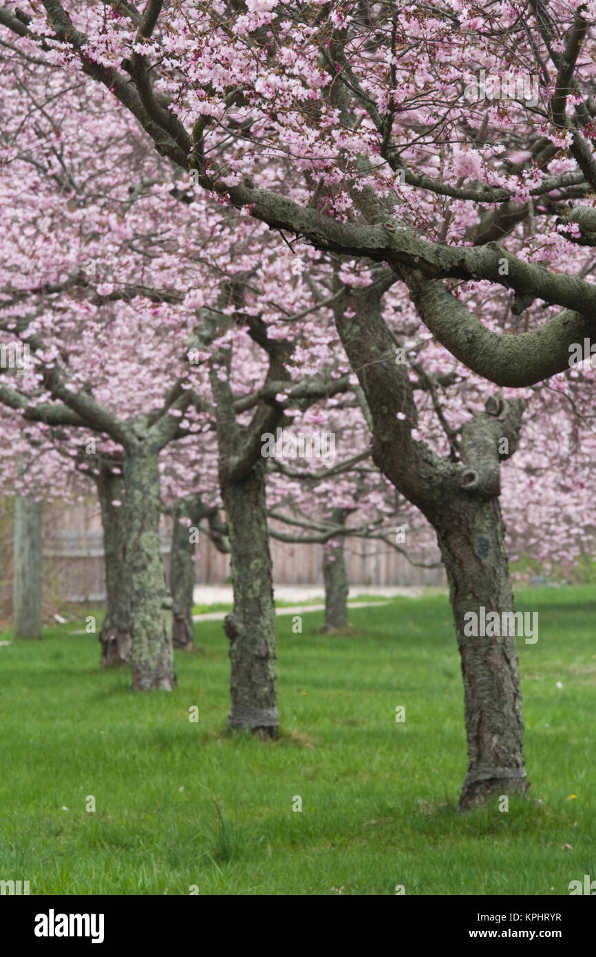 USA, New York, East Hampton. Cherry trees in the spring in Amagansett ...