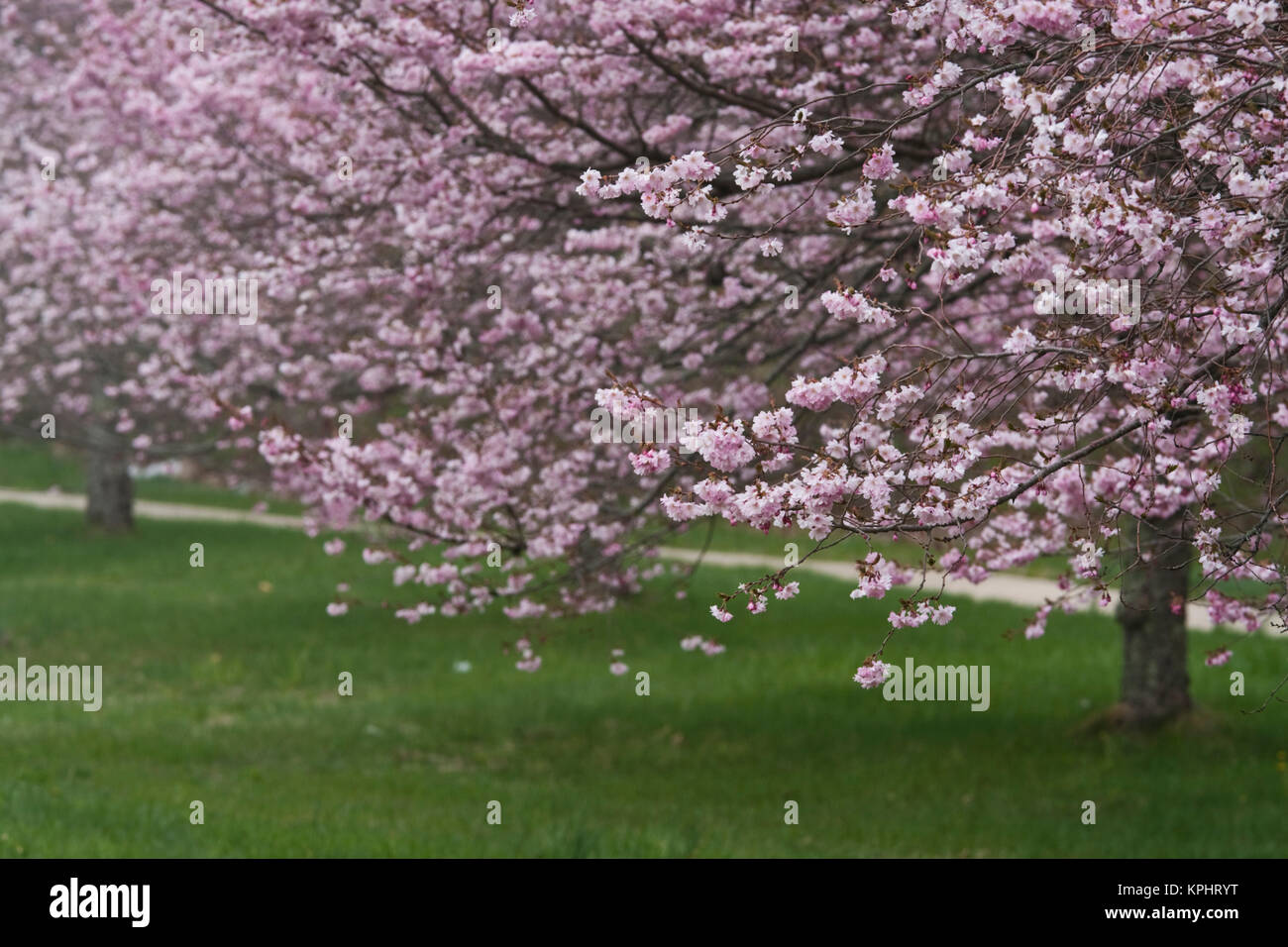 Hampton grove hi-res stock photography and images - Alamy