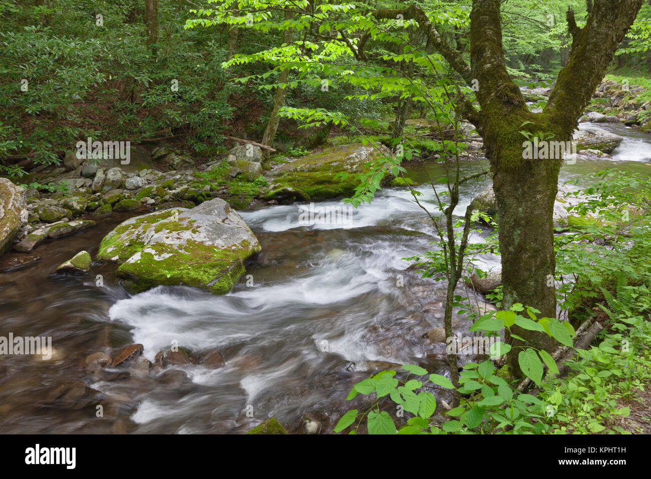 Mountain stream, Great Smoky Mountains National Park, North Carolina ...