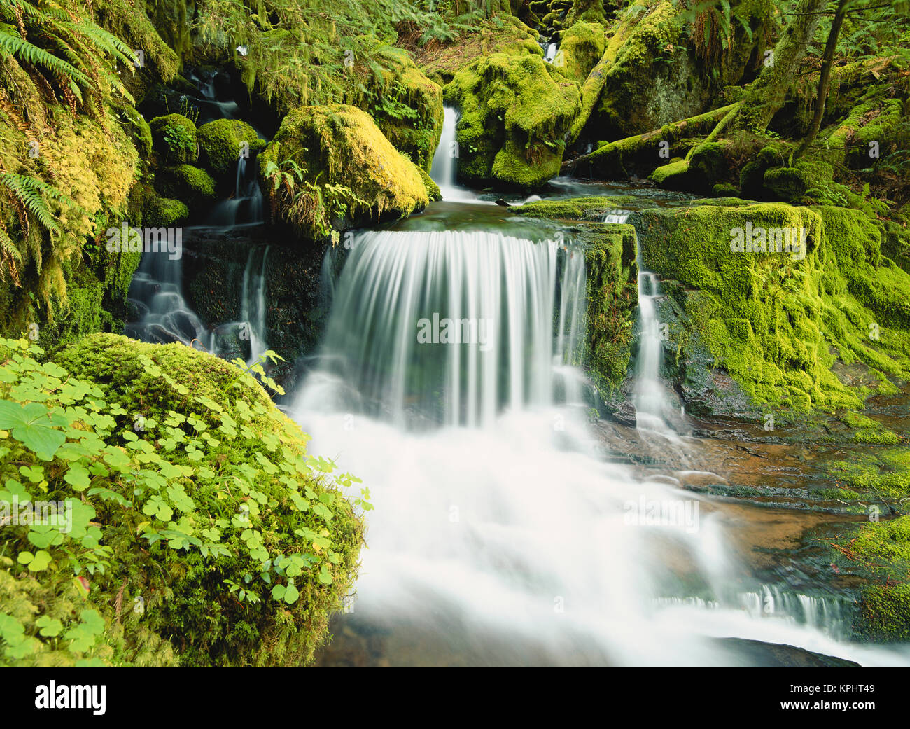 Oregon, Waterfall in Willamette national forest Stock Photo - Alamy