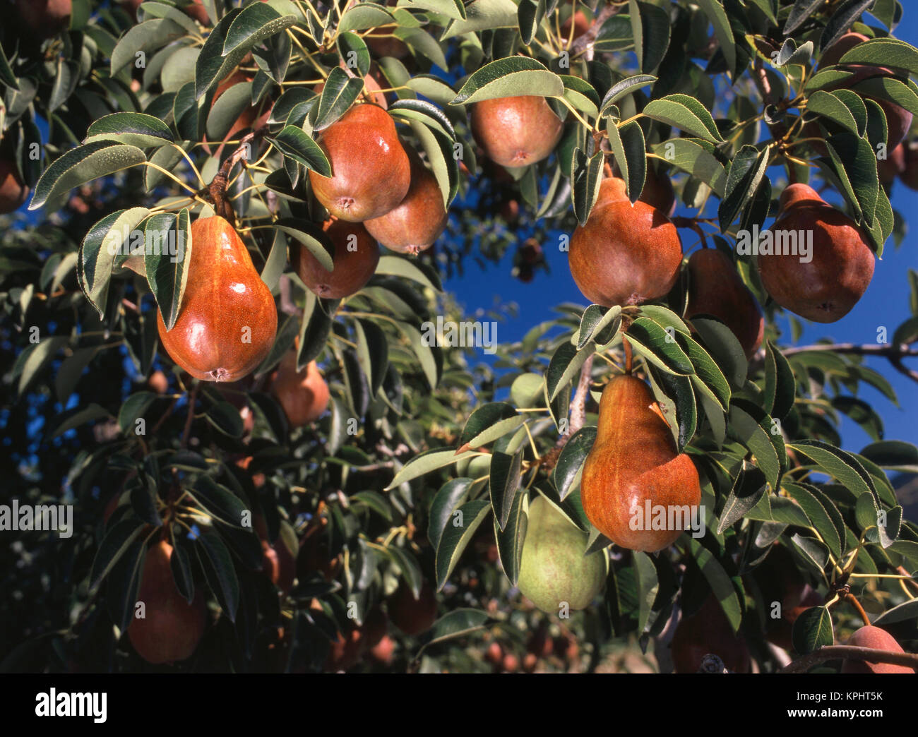USA, Oregon, View of Williams pear orchard at Hood river valley (Large ...