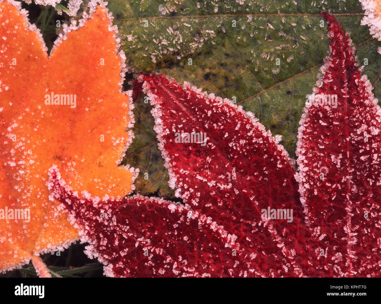 USA, Oregon, Close-up of frosted maple leaves (Large format sizes ...
