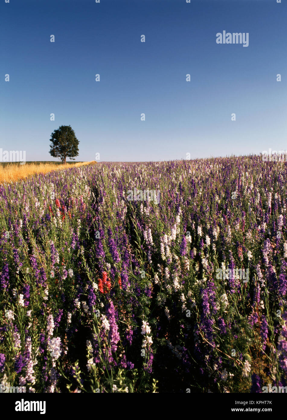 USA, Oregon, Single tree in Delphiniums field (Large format sizes ...