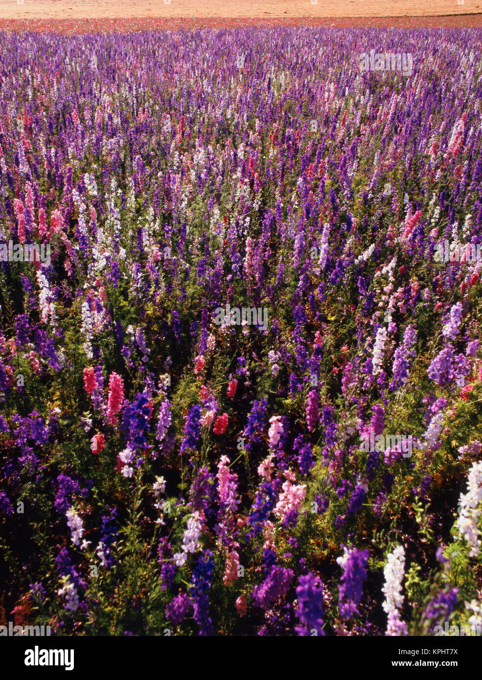USA, Oregon, Delphinium field on Willamette Valley (Large format sizes ...