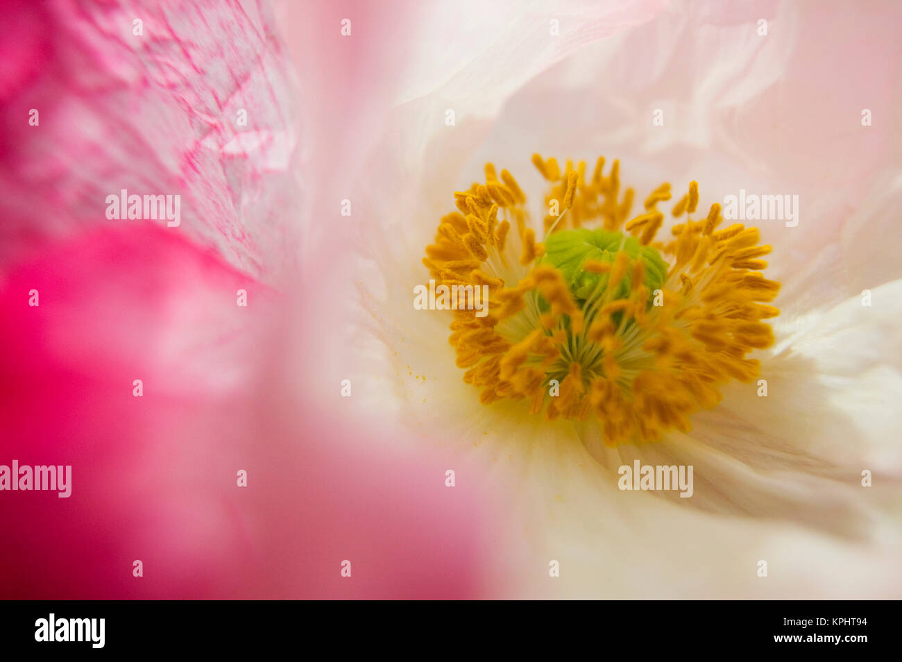 USA, Oregon, Willamette Valley, Shirley Poppy in Full Bloom Stock Photo ...