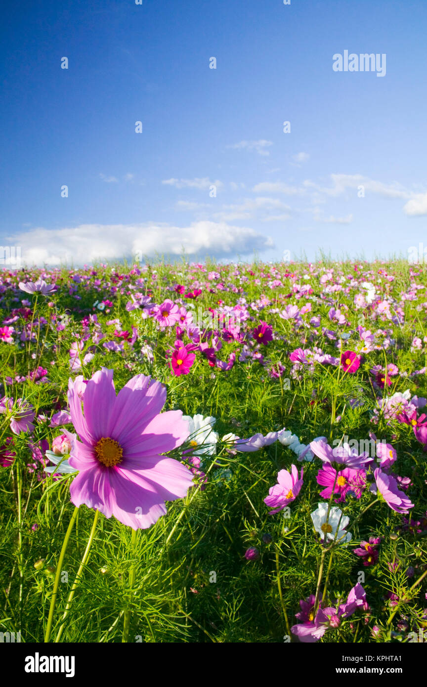 USA, Oregon, Willamette Valley, Cosmos Growing on Hillside with Blue ...