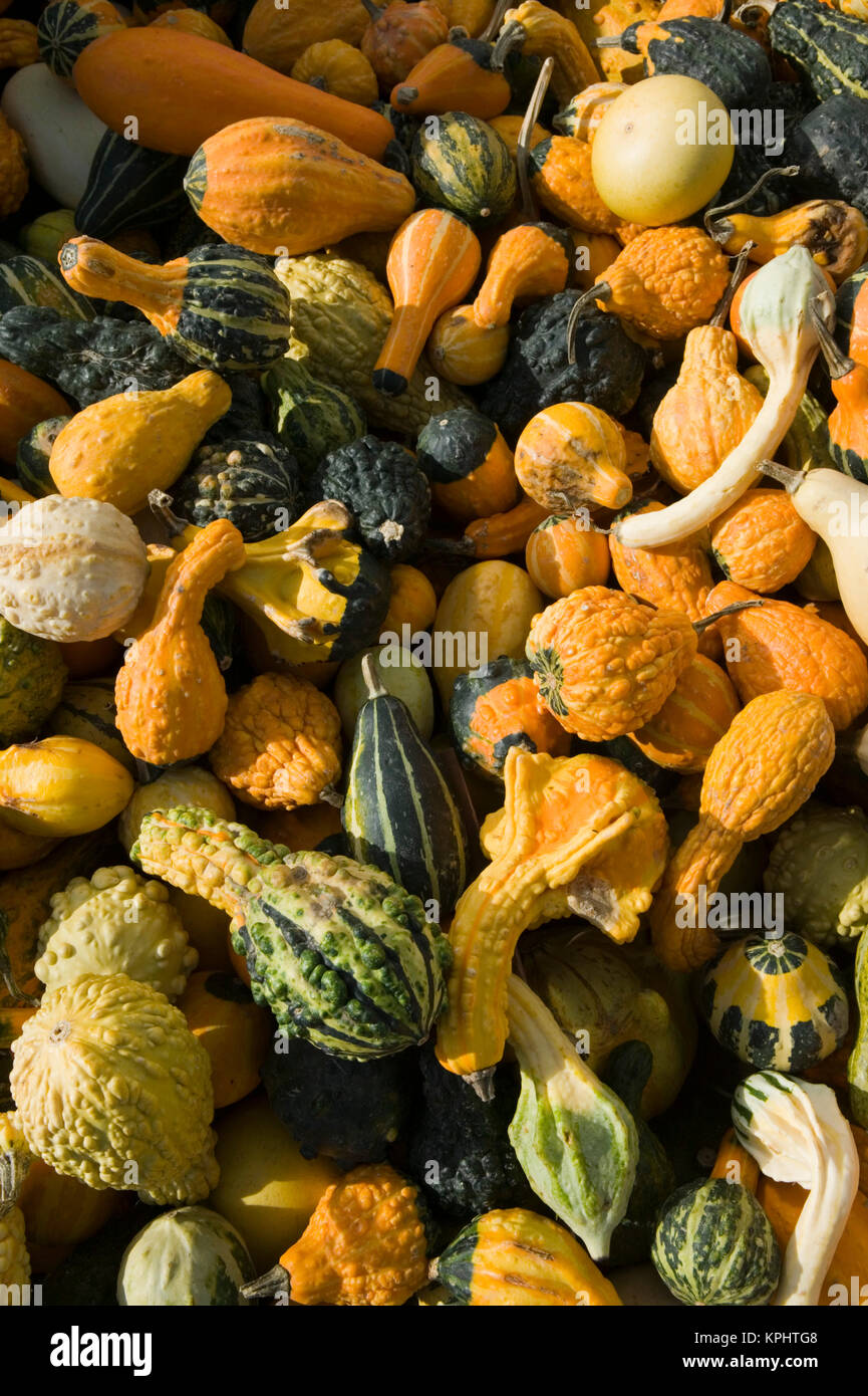 USA, Ohio, Kidron: Autumn Squash Stock Photo - Alamy