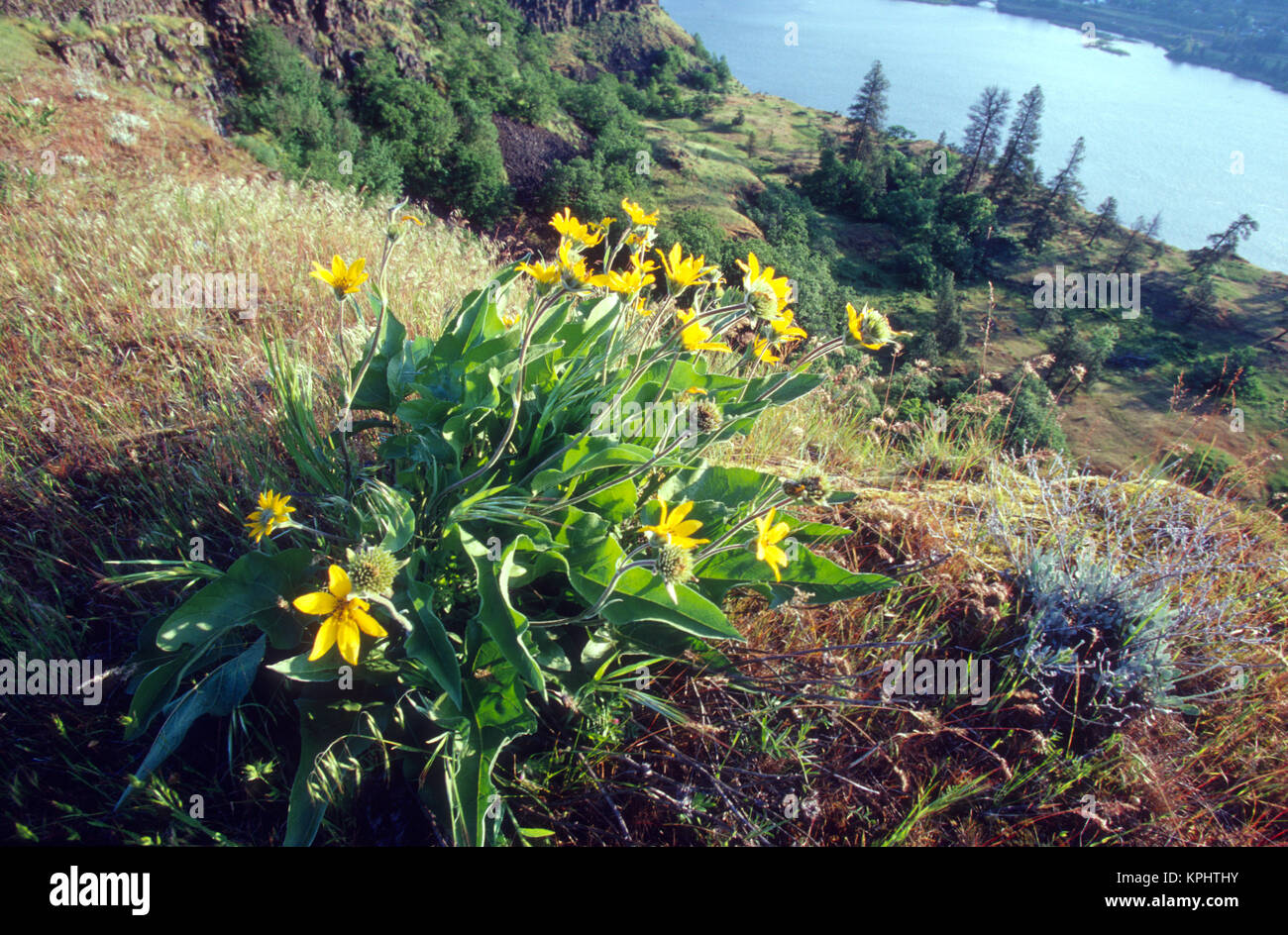 Arrowleaf balsamroot (Balsamorhiza sagittata) in the McCall Nature ...