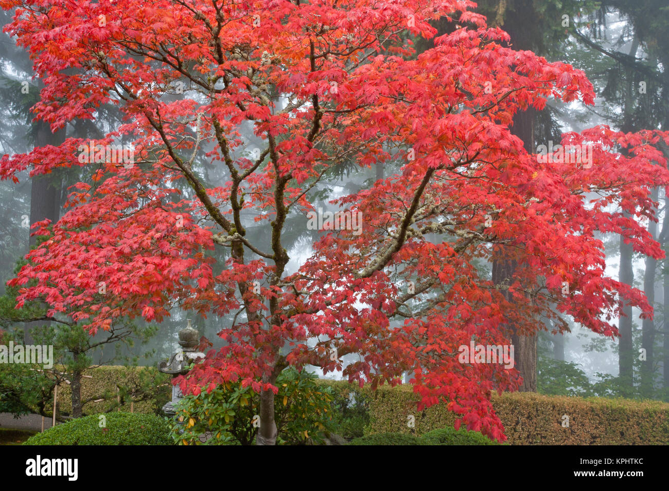 A maple tree in fall color at the Portland Japanese Garden, Oregon ...