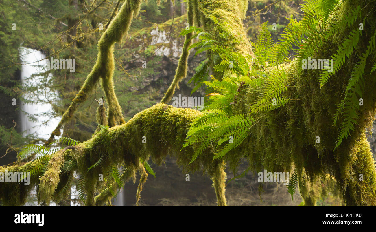 Ferns and moss growing on a tree limb, Silver Falls State Park, Oregon ...