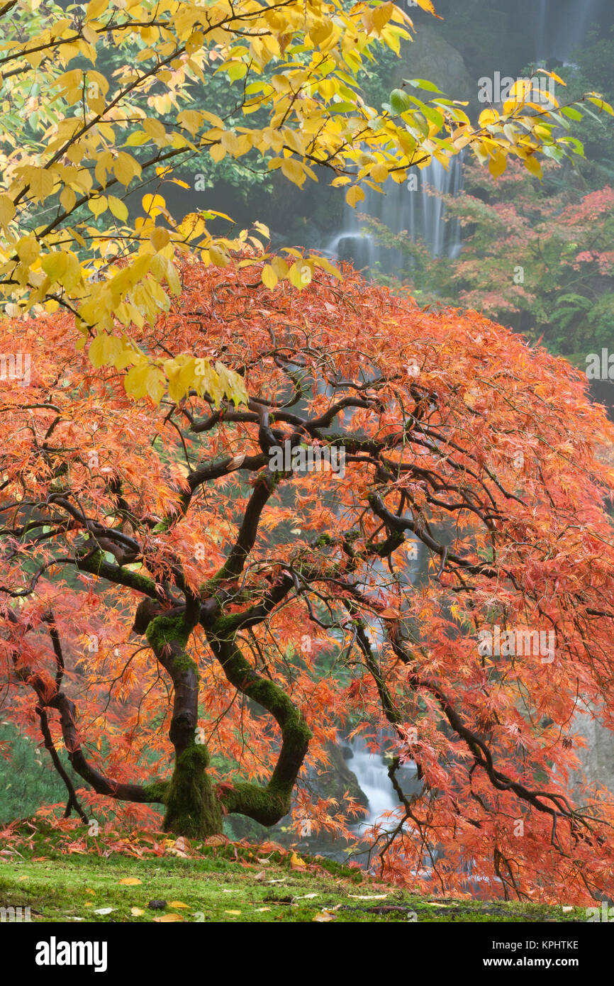 Fall foliage japanese maple hi-res stock photography and images - Alamy