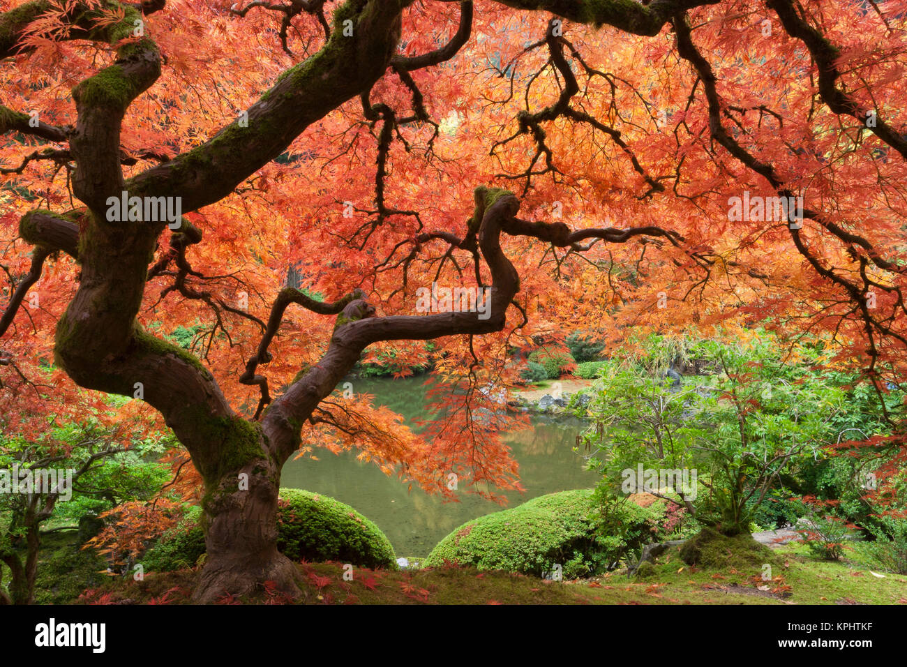 Japanese maple (Acer palmatum) in autumn color, Portland Japanese ...