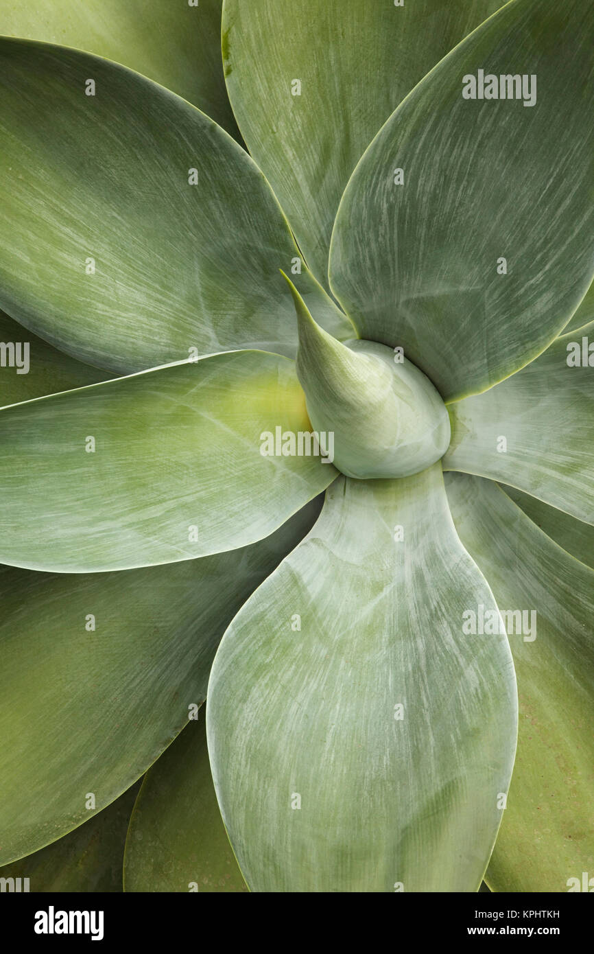 Agave cactus green cactus hi-res stock photography and images - Alamy