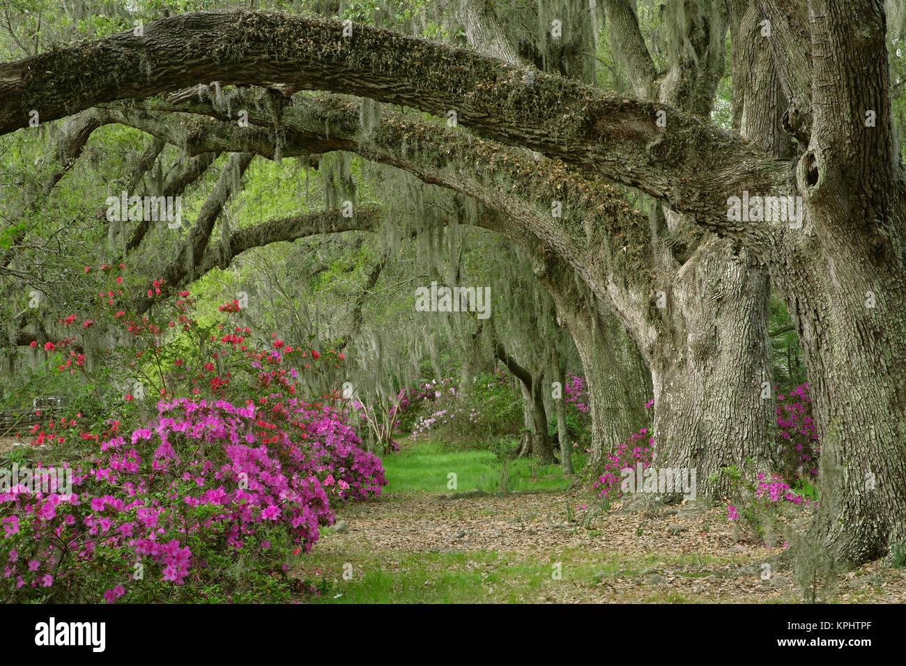 Live Oak trees above azaleas in bloom, Magnolia Plantation, near ...