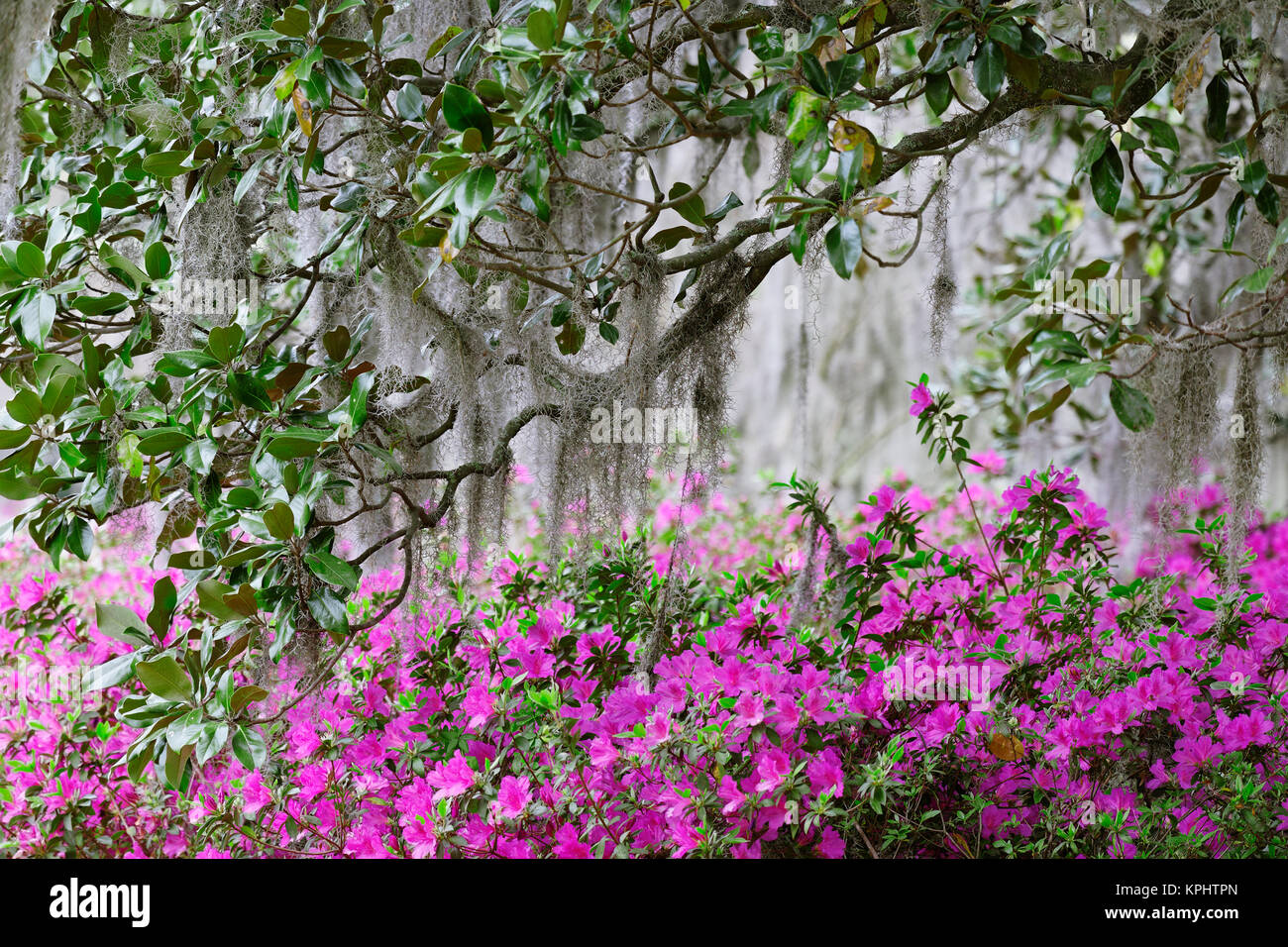 Azaleas and Live Oak trees draped in Spanish moss, Middleton Place ...
