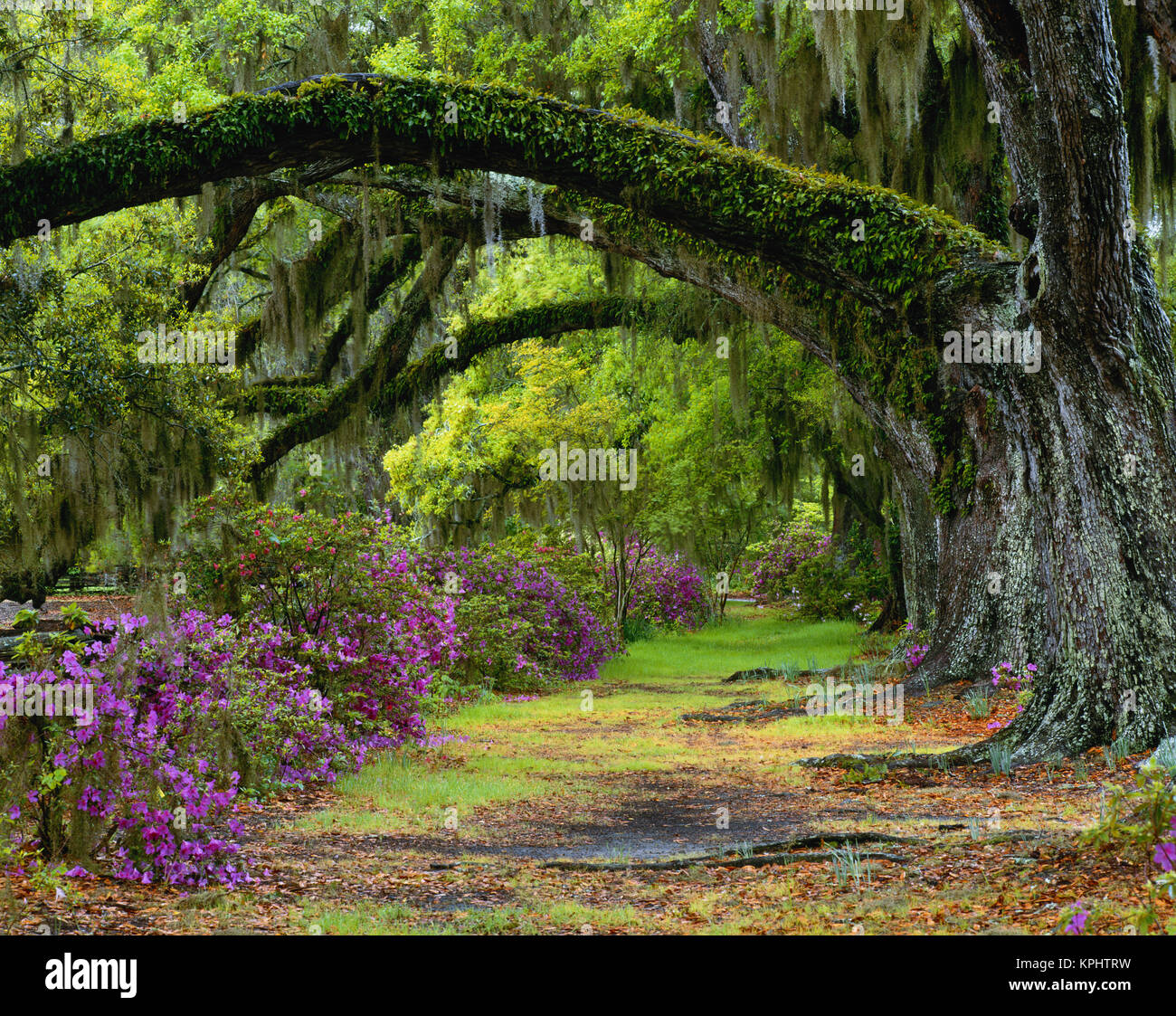Coast Live Oaks (Quercus agrifolia) and Azaleas blossom, Magnolia ...